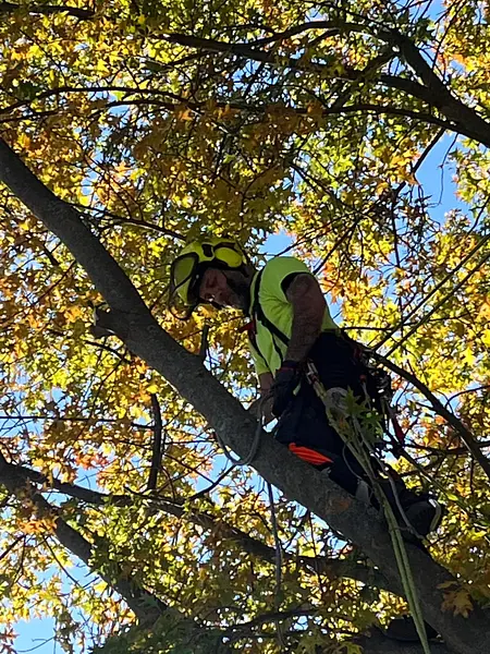 Stick-Man's Tree Service, LLC: Arborist / Tree Care